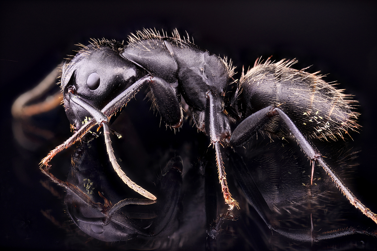 12. Macro photo & video – Scepan Design