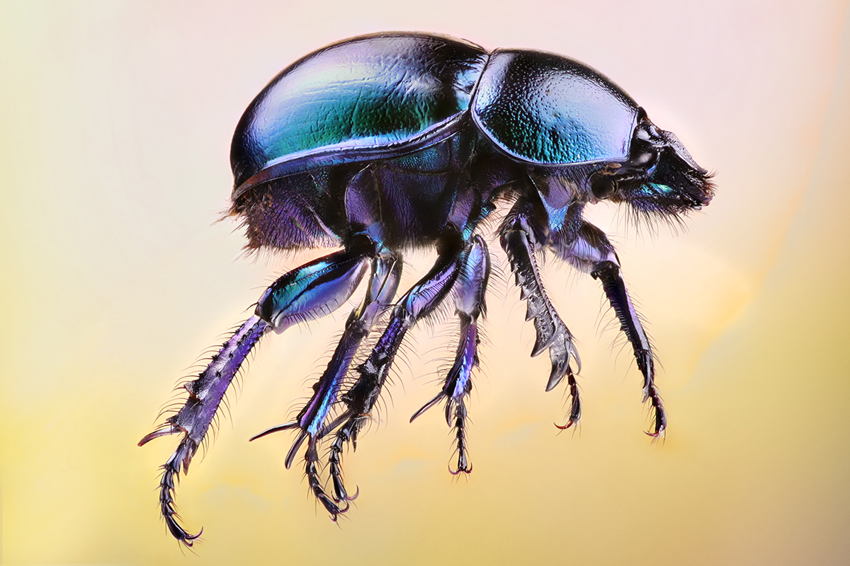 Macro – Scepan Design