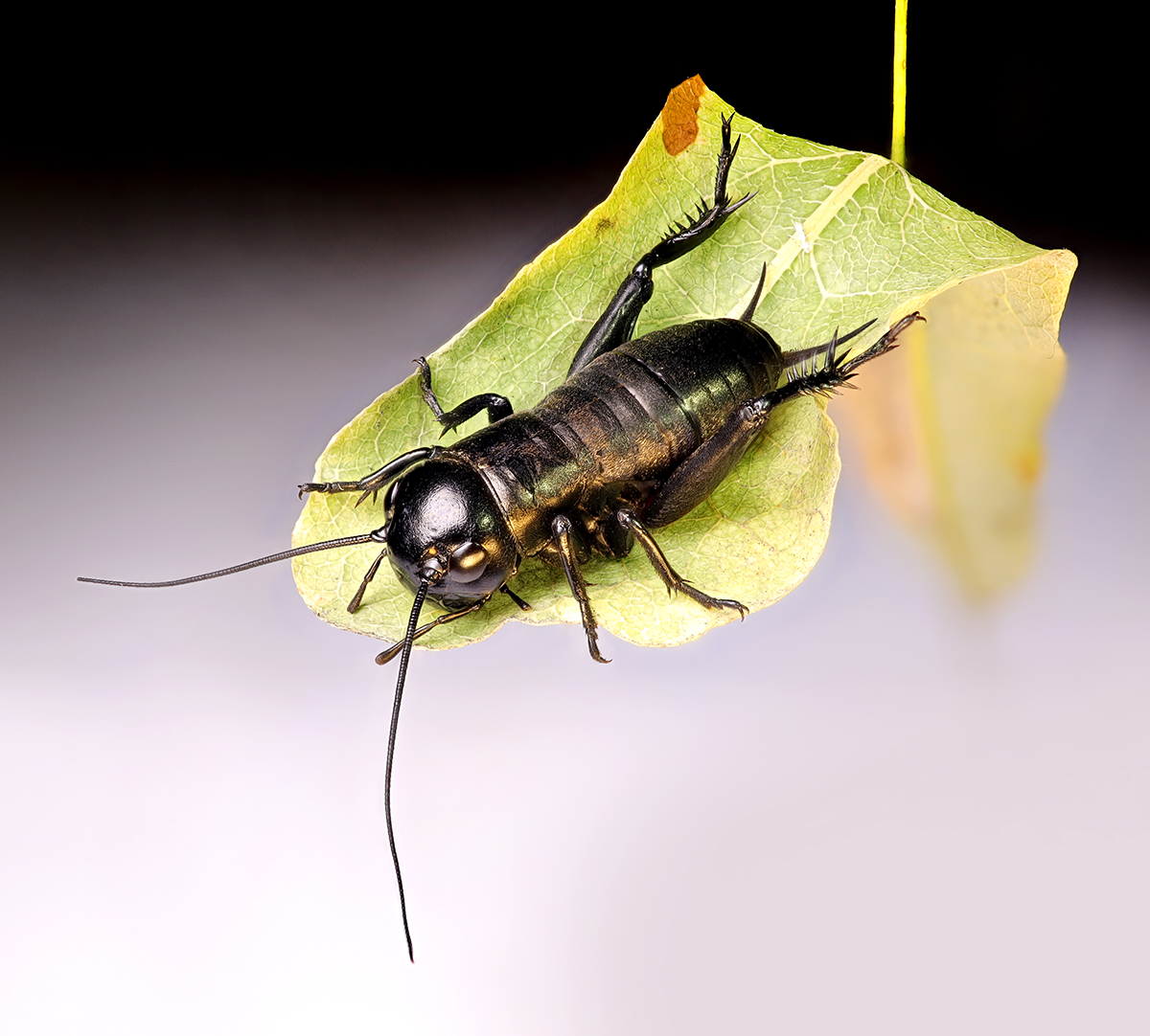 Macro – Scepan Design