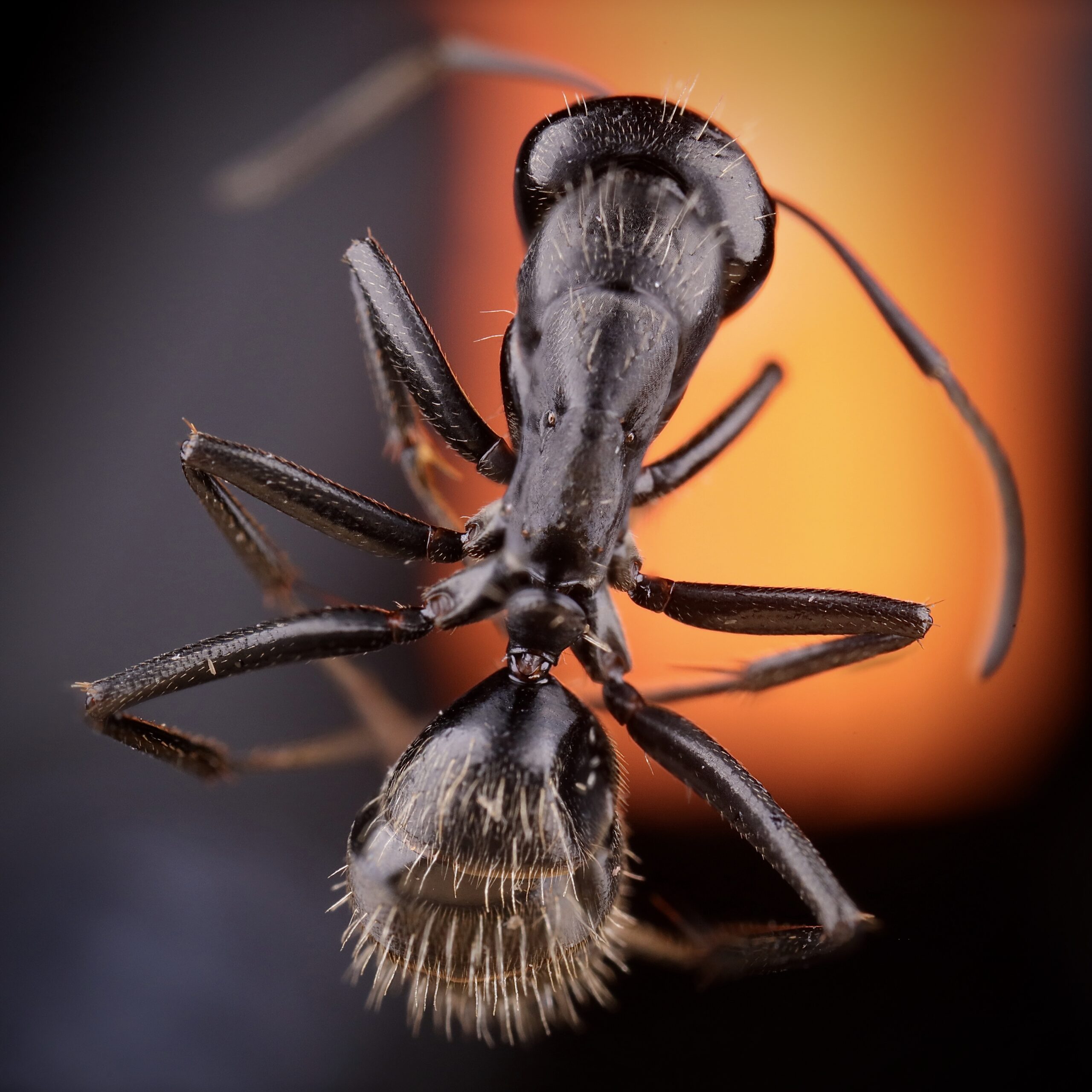 12. Macro photo & video – Scepan Design