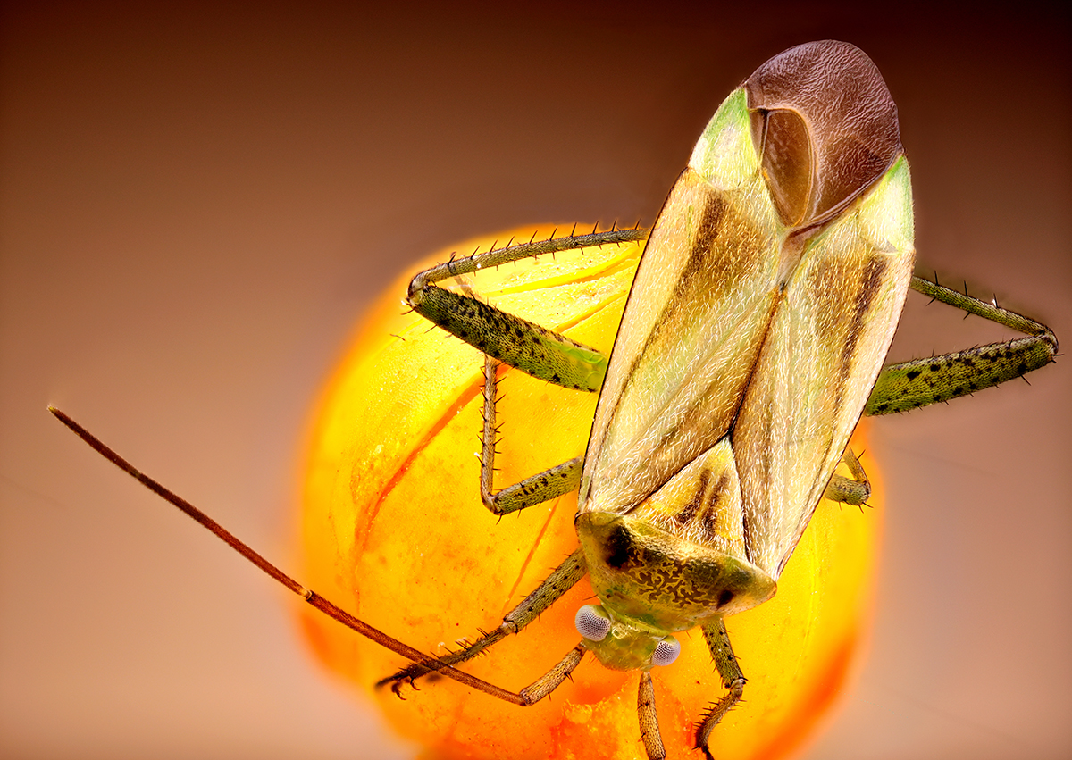 12. Macro photo & video – Scepan Design